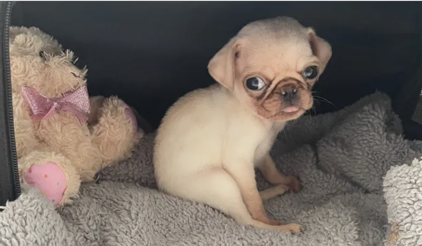 Please help poorly pug Minnie get a vital operation