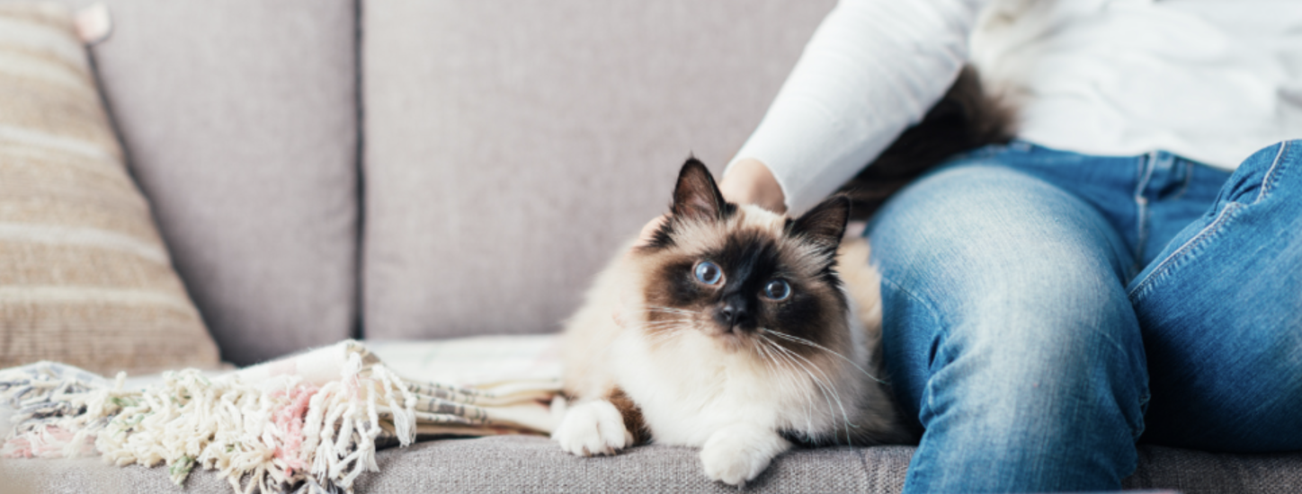 More than 250,000 pets have gone missing since 2023