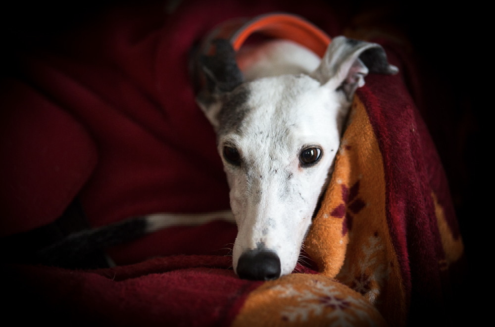 Fireworks season sees 81% increase in dogs going missing